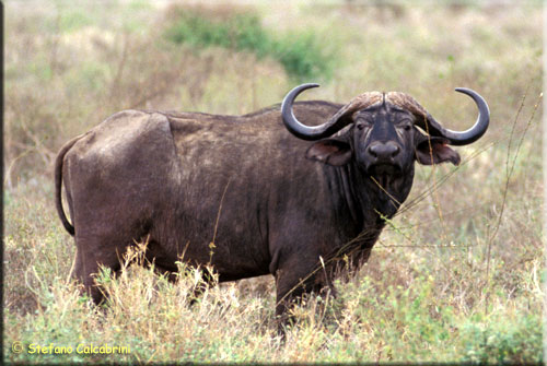 Descrizione: Bufalo • Scuolissima.com