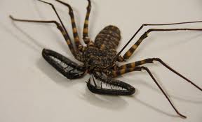 Solifugae AKA Scorpion Spider