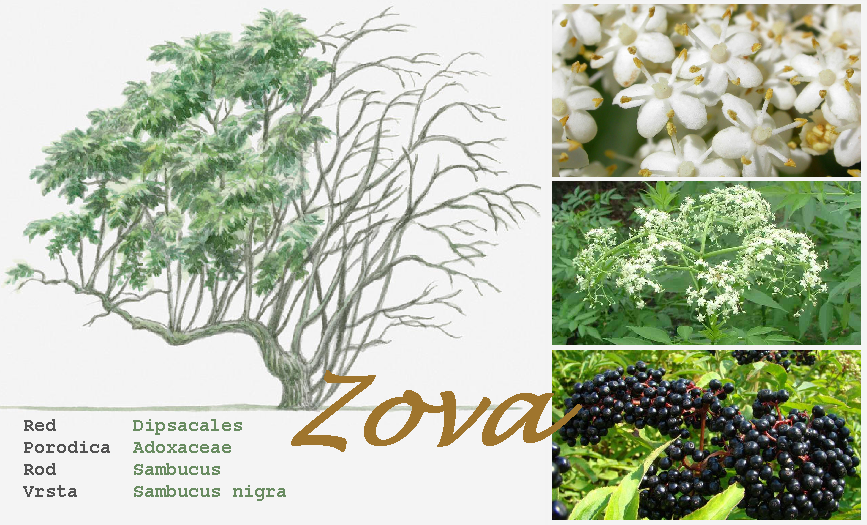 101 cvet : svibnja 2017