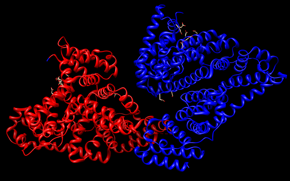 How Does Bovine Serum Albumin Protein Look Like?
