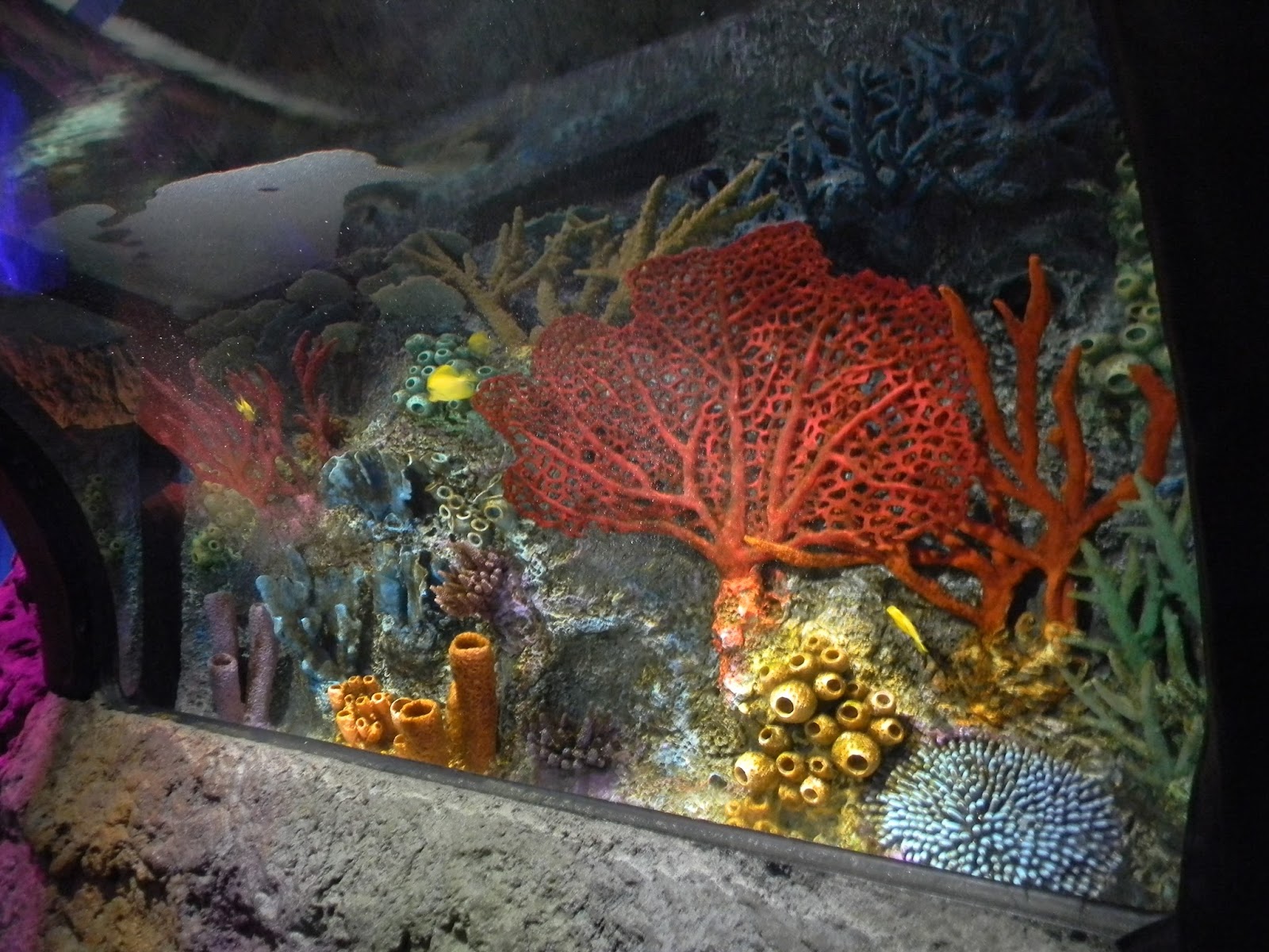 The "Unknown" Florida: Sea Life Aquarium- Orlando, FL