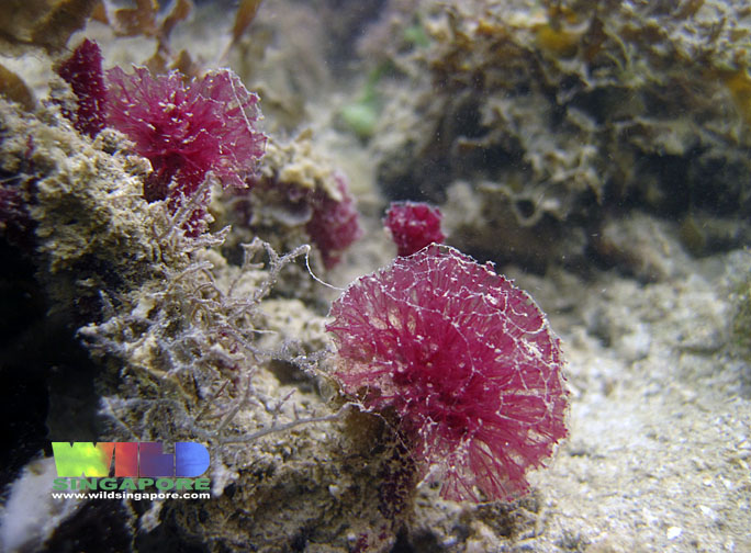 Real Monstrosities: Pink Puffball Sponge