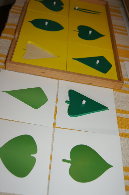 Montessori Leaf Cabinet, Montessori Botany At Home Part 2 - "Making ...