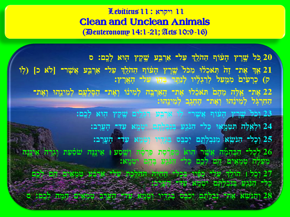 SENI MEMBENTUK GAMBAR: Leviticus 11 : ויקרא 11 Clean and Unclean Animals