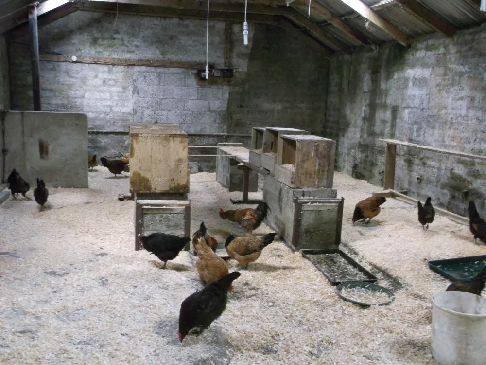 My Life: Animal farm.