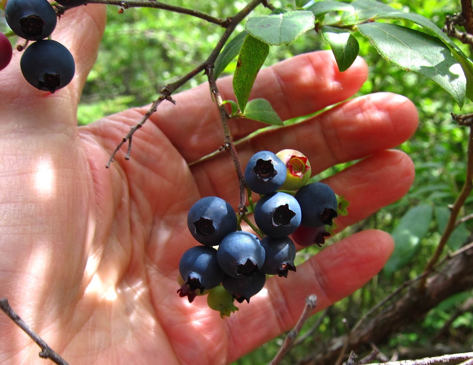 Saratoga woods and waterways: A Berry Good Day at Lake Desolation