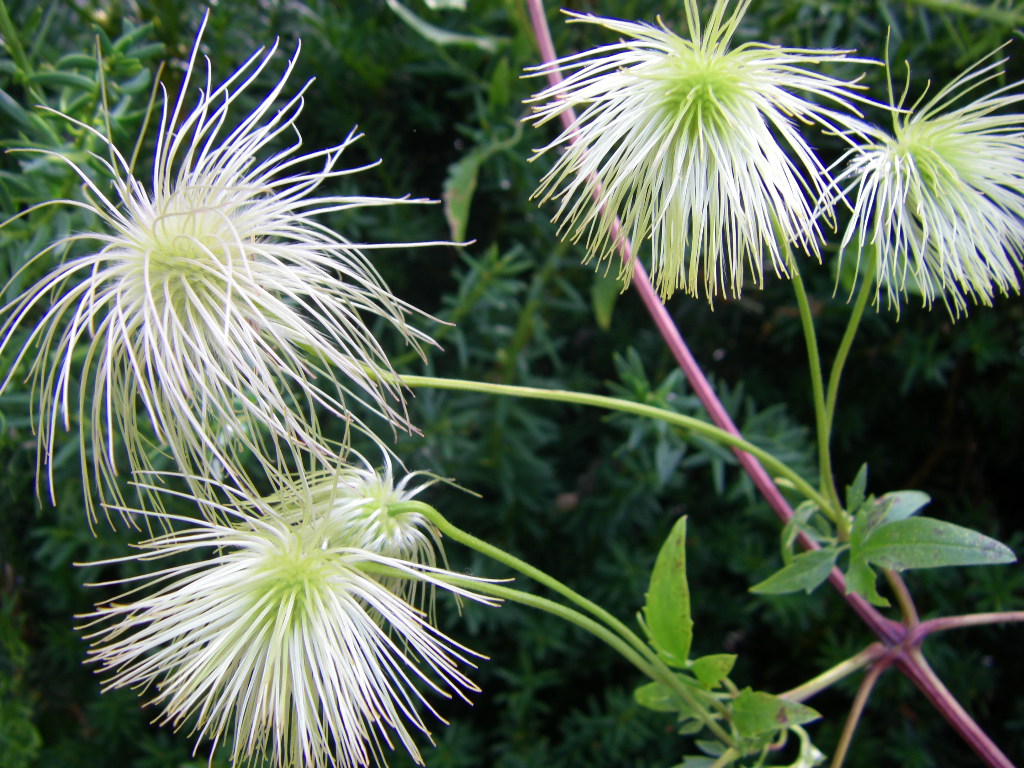 the eclectic ark: A Dr Seuss Garden?