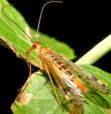 Public Information Library: Larawan ng iba't-ibang mga insekto