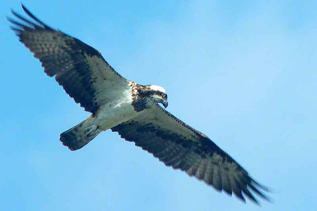 Ryukyu Life: Bird Photo: A Sea-hawk in Okinawa, Japan