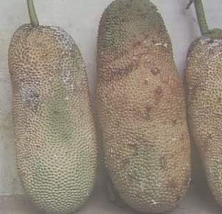 Budidaya Tanaman Pangan: CEMPEDAK MALAYSIA