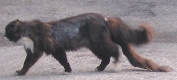 Embalm: ugly cats, conjoined cats, double tails, double ears