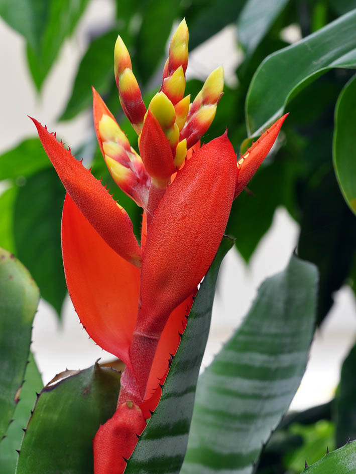 S T i l e T To: Aechmea chantinii - A Bromeliad of Distinction