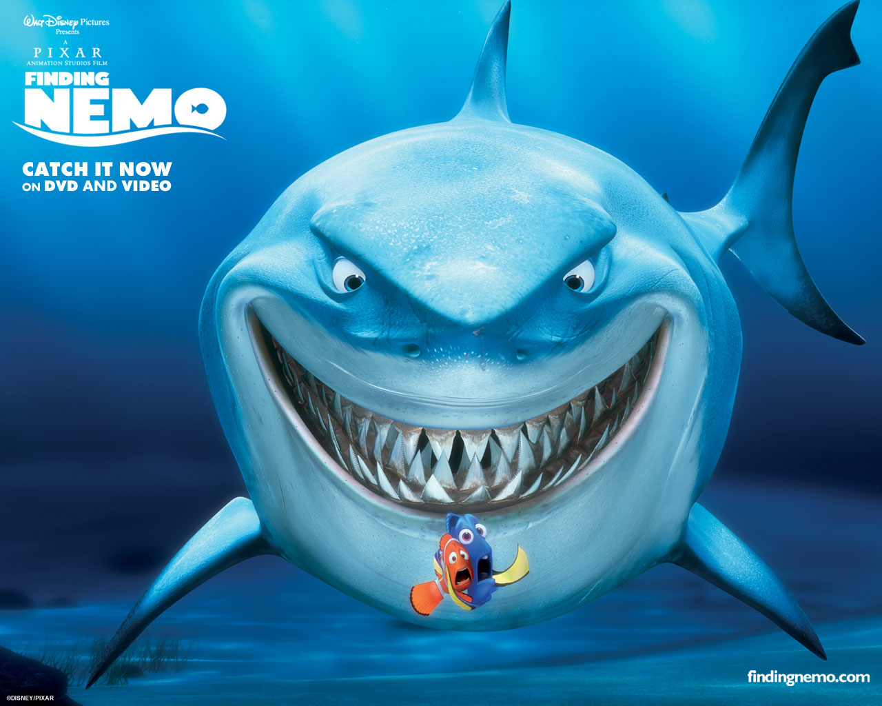 cartoon picture: Finding Nemo, Bruce Wallpaper