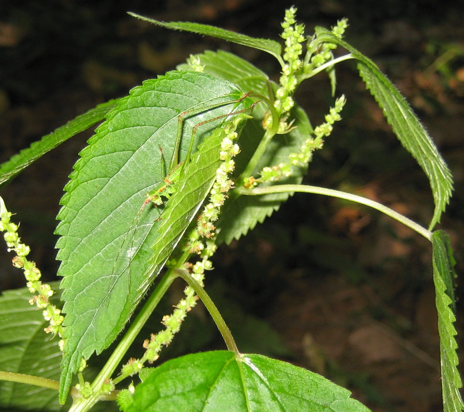 Discovering His Creation: False Nettle (Boehmeria cylindrica)