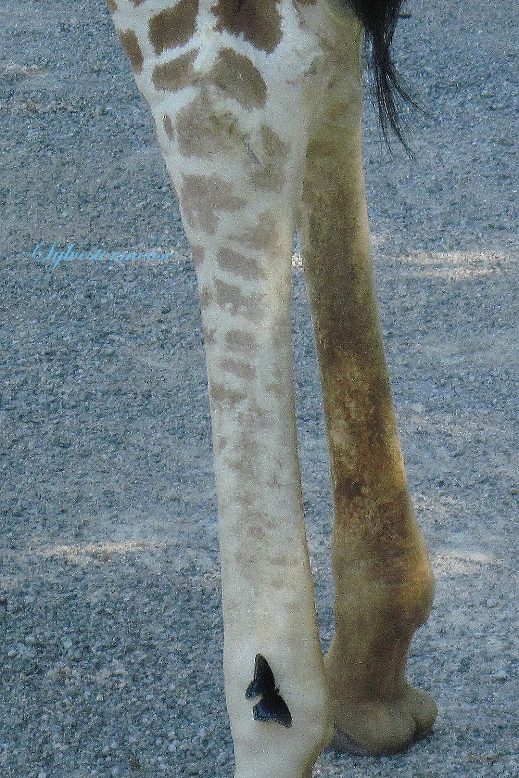 Amazing Wild Animals: Giraffes