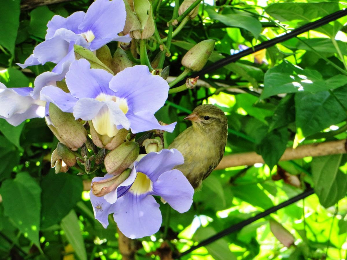 Rodrigues via Mauritius: Willkommene Besucher - Rodrigues Fody in our ...