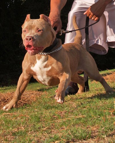 PitBull Photo Gallery