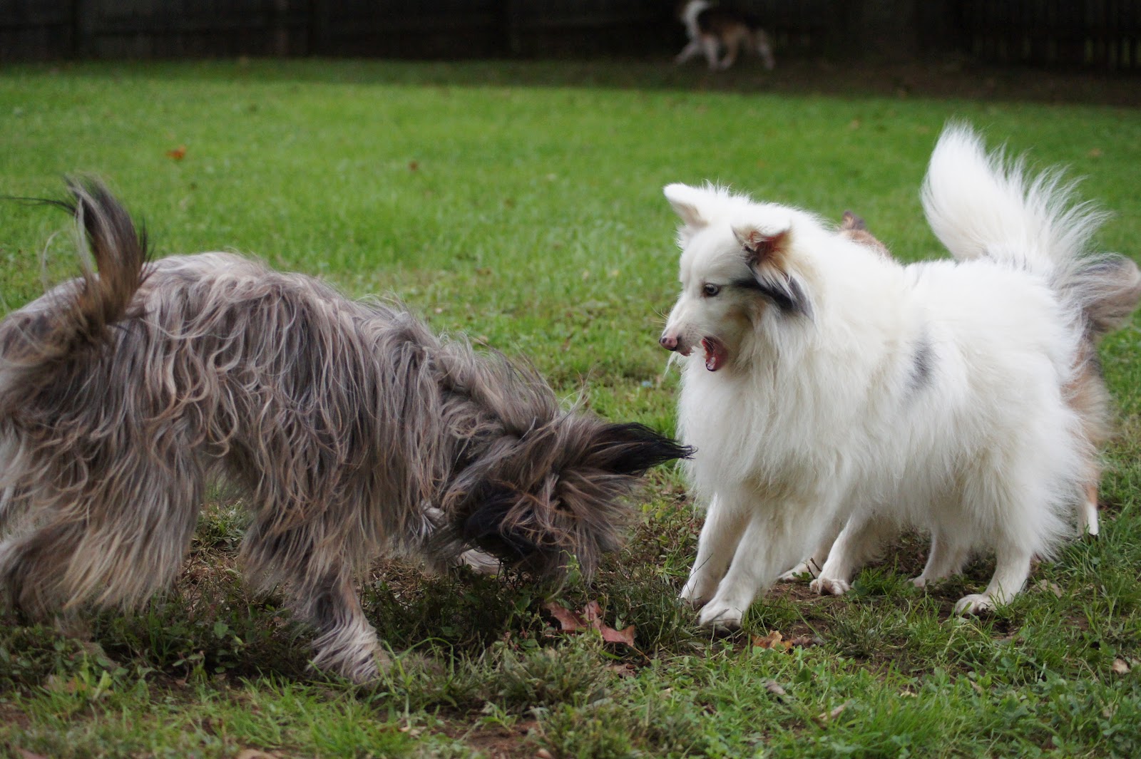 White Dog Blog: Aggression!