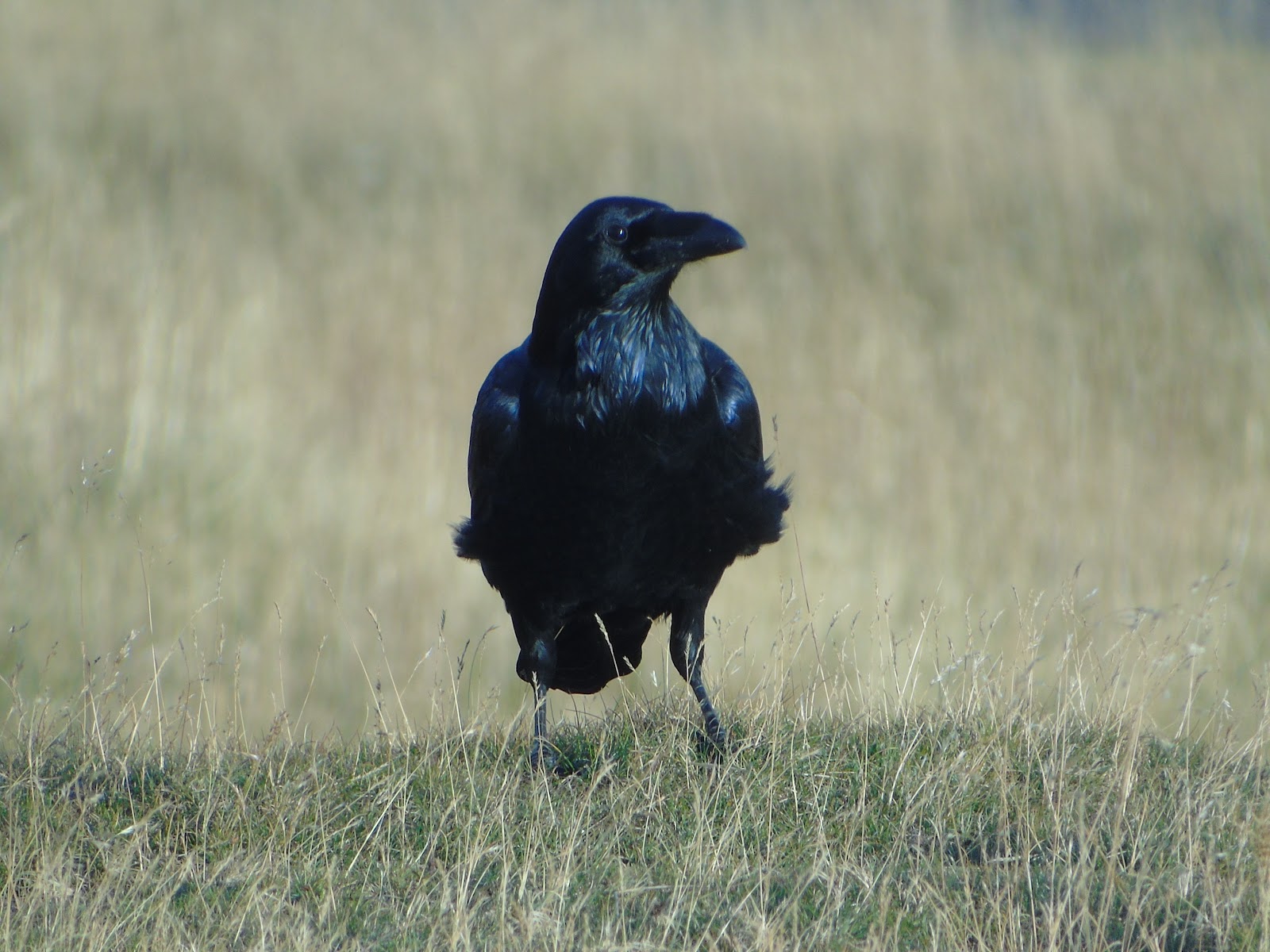PASARI DIN ROMANIA: CORB, Corvus corax
