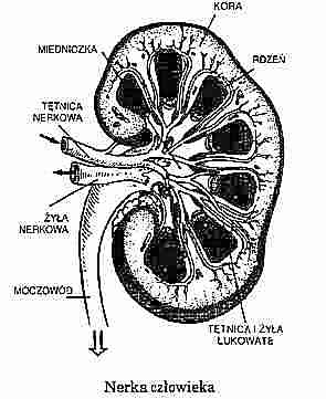 cukrzyca a normalne życie: Cukrzyca a choroba nerek