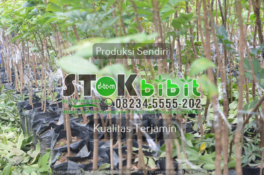 Sengon atau Albasia cara merawat tanaman sengon - bibit mangga di ...