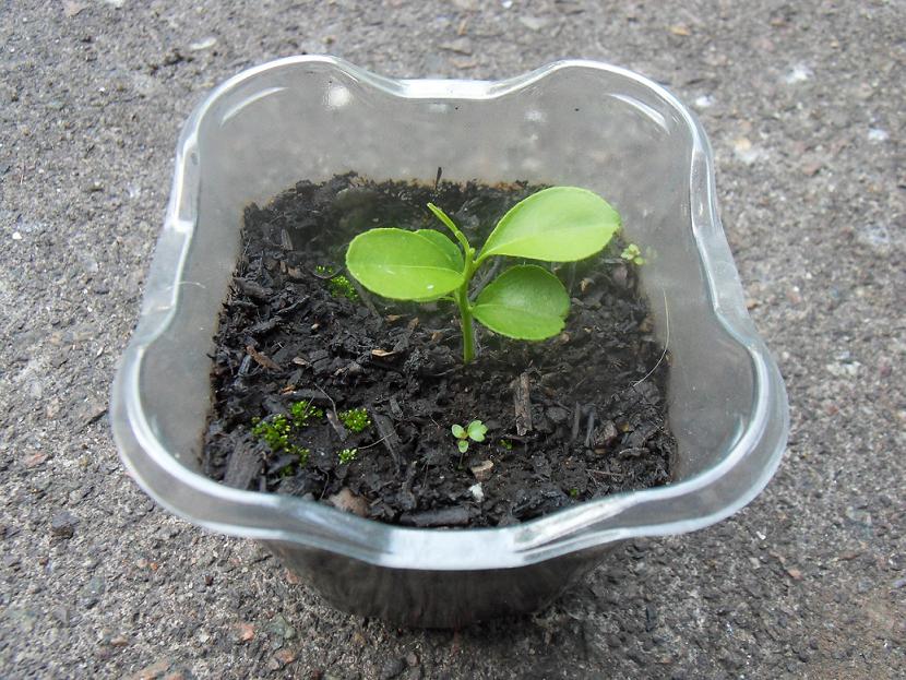 How To Grow An Orange Tree From Seed | Magic Nature