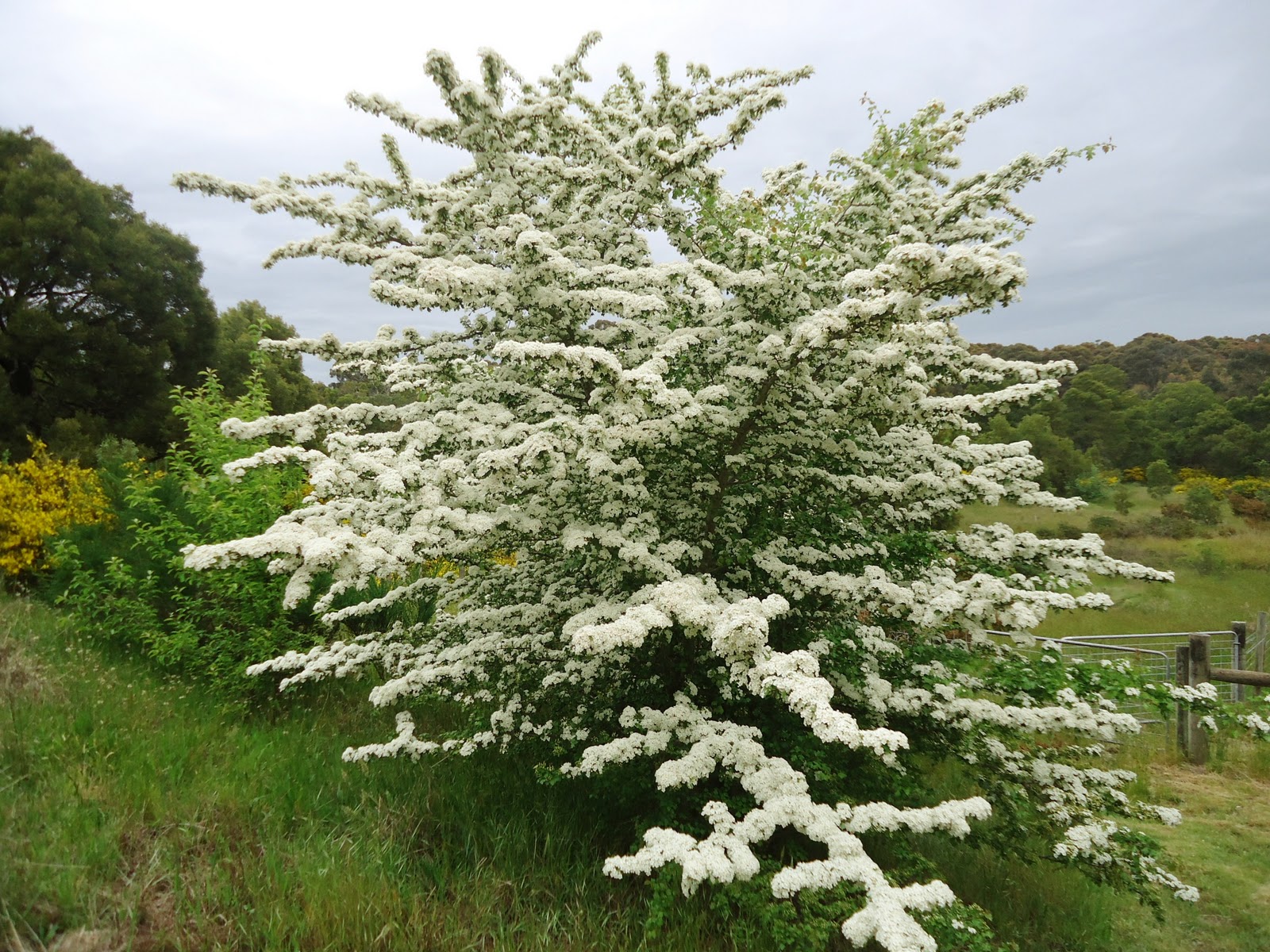 Trees Planet: Crataegus monogyna – Oneseed Hawthorn – May