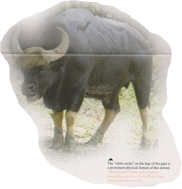 MINAT DUIT: Syiling Spesis Haiwan Terancam - Siri Pertama Haiwan Darat ...