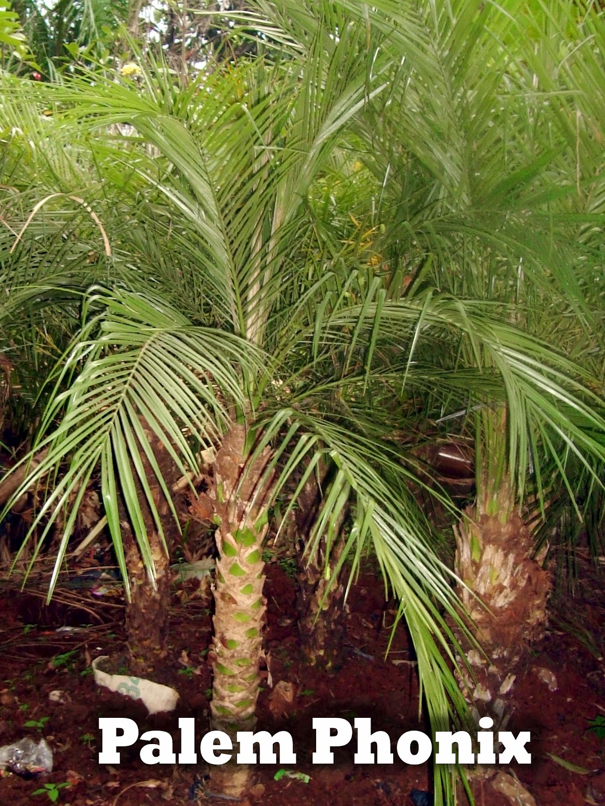 POHON PALEM PHOENIX - kebon kembang bogor