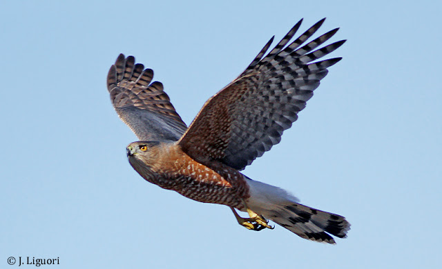 Raptor Identification and Photography: Sub-adult Accipiters?