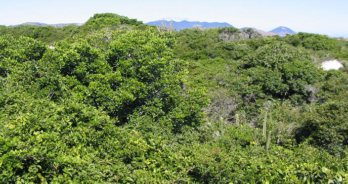 BIOFLAGRANTES*: RESTINGA