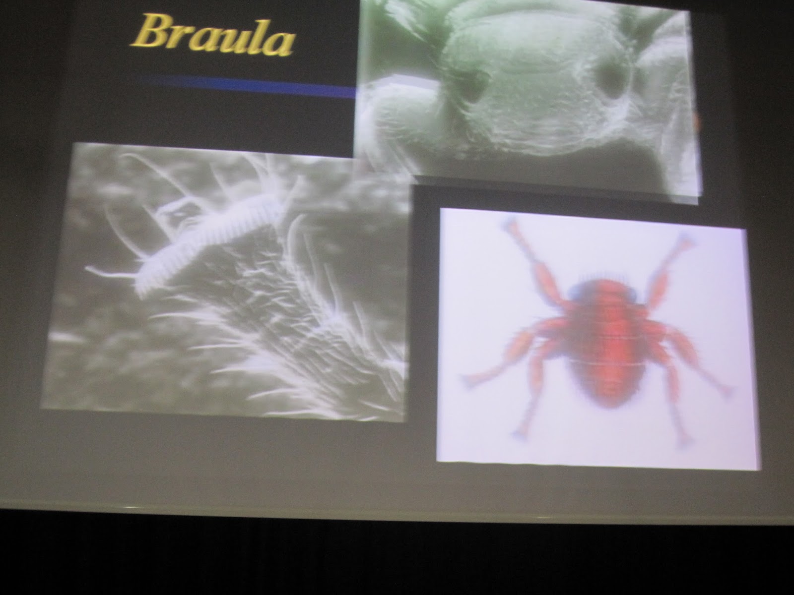 beedances: Prof. Robert Pickard - The Honeybee Brain