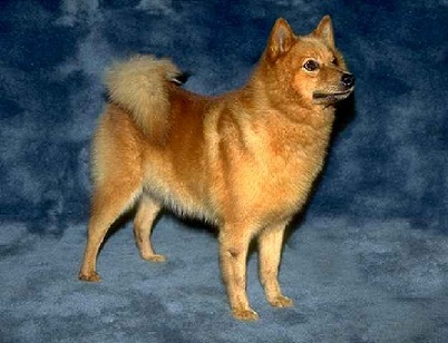 Medium-Sized Dog Breeds: Finnish Spitz Picture
