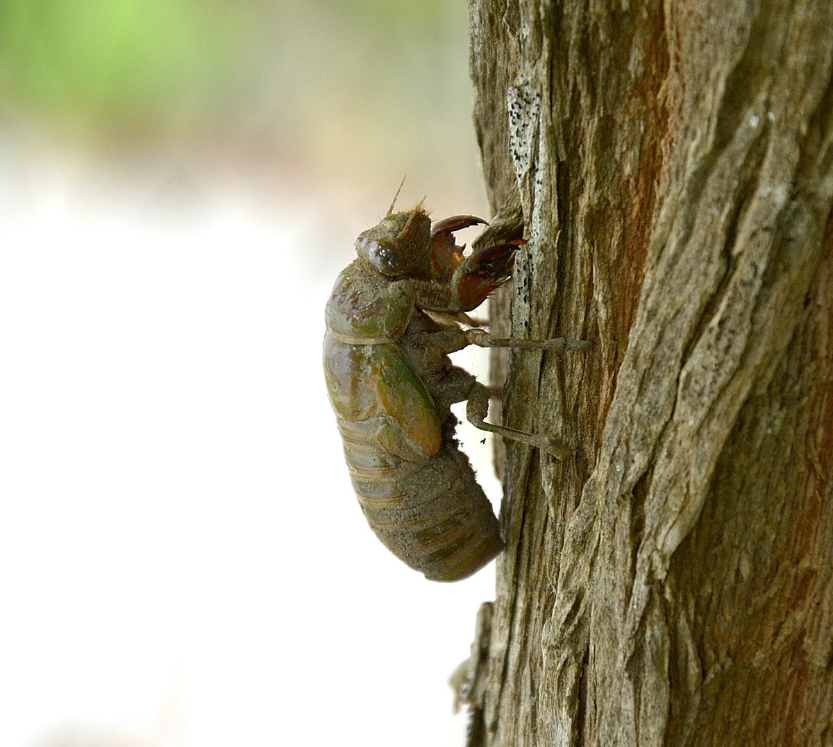 De Windhoek: Cicades