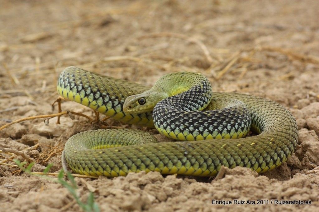 La Rioja Natural: CULEBRA BASTARDA