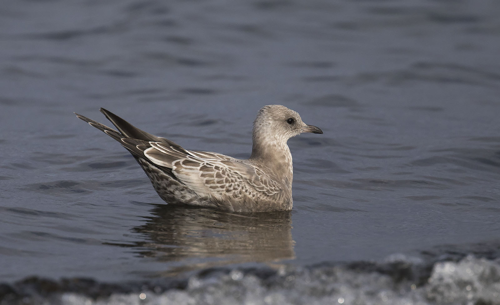 pewit: Mew Gulls / Short-billed Gulls
