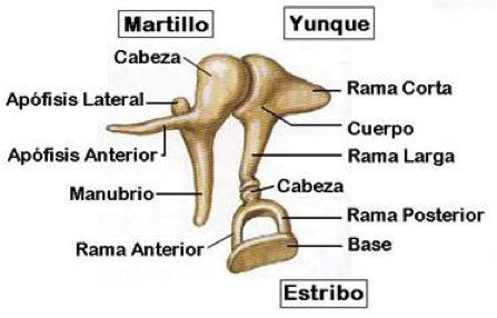 Anatomia Aplicada: EL OIDO
