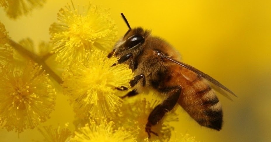 La Familia de la Apicultura - The Beekeeping Family: IMÁGENES DE ABEJAS ...