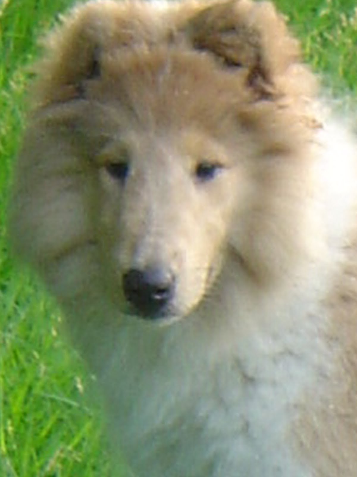 Musings from Fairlight Farm: Collie Puppies At 14 Weeks!