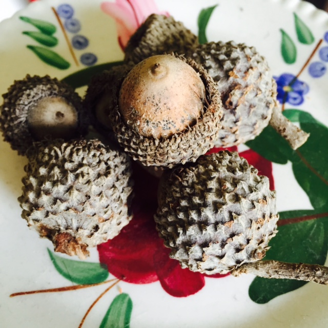 Professor Watermelon: What if TREES could talk?