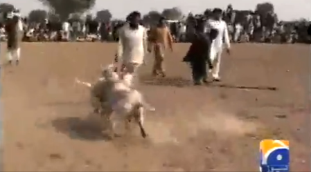 Bloody Dog Fight In Pakistan (Video) - Best Right Way