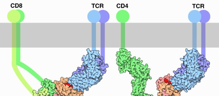 Moléculas accesorias a las células T - Biología