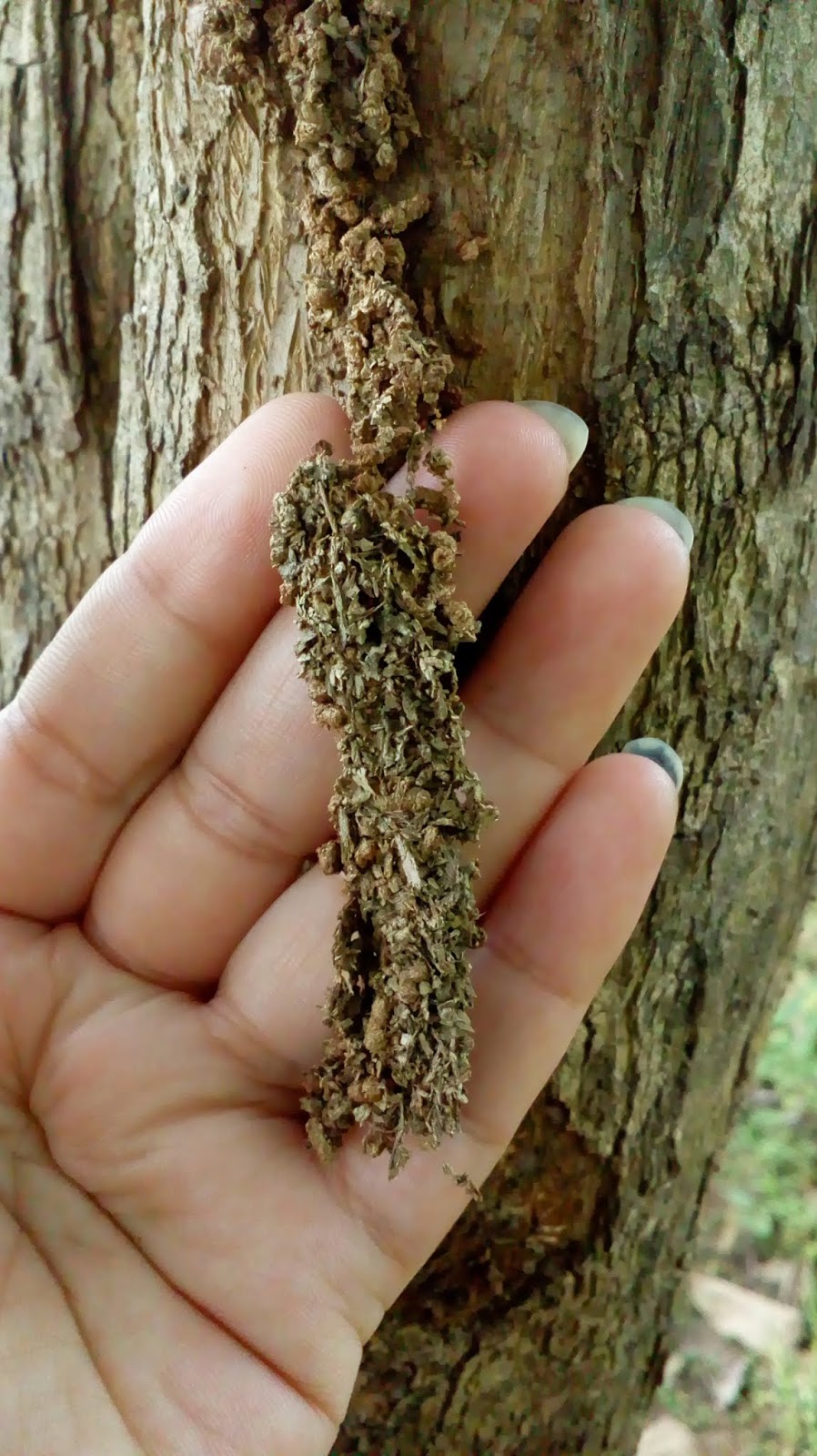 Mango Stem Borer And It s Management Mango Stem Borer And It s Management