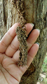 Mango Stem Borer and it’s Management
