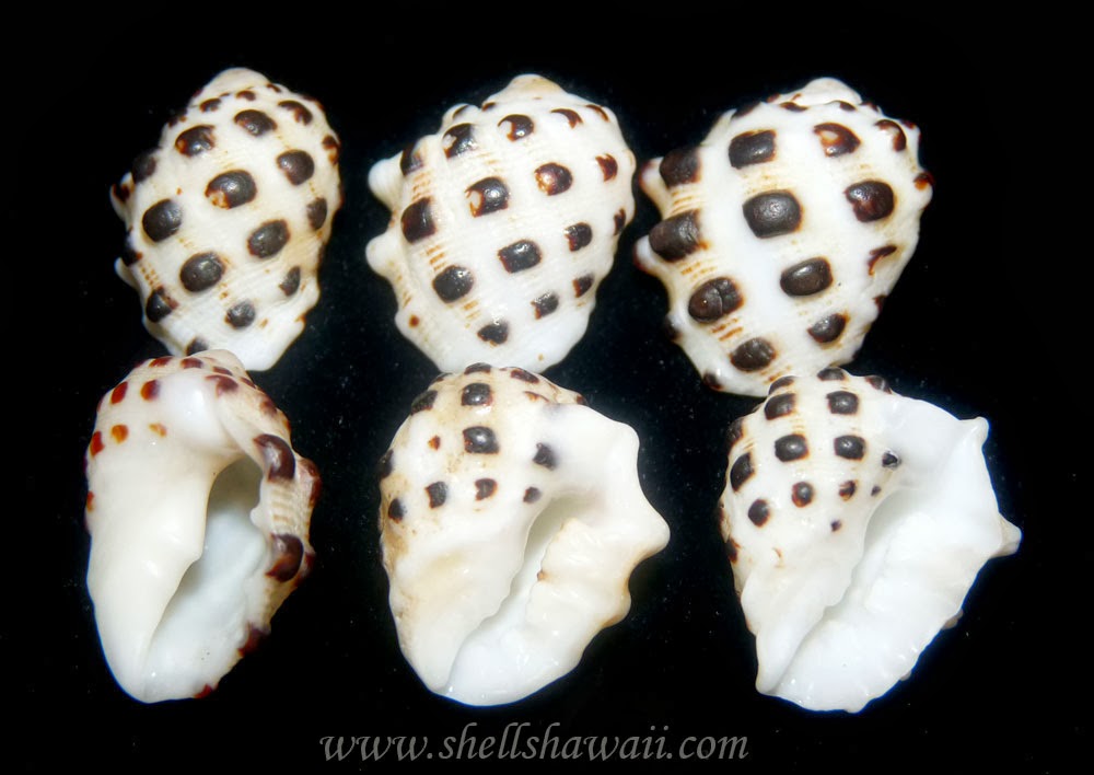 ShellsHawaii ...by Janjira: Rock shells or Drupe shells (Hawaiian ...