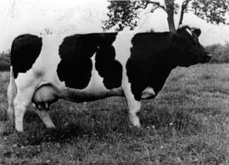 TNLA-2015 AgroParisTech: La Race Prim'Holstein