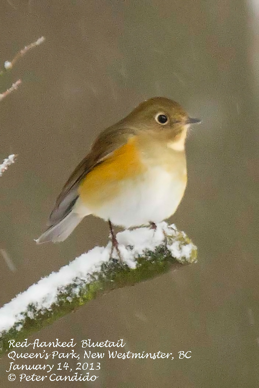 BC Rare Bird Alert: Red-flanked Bluetail photos from Peter Candido