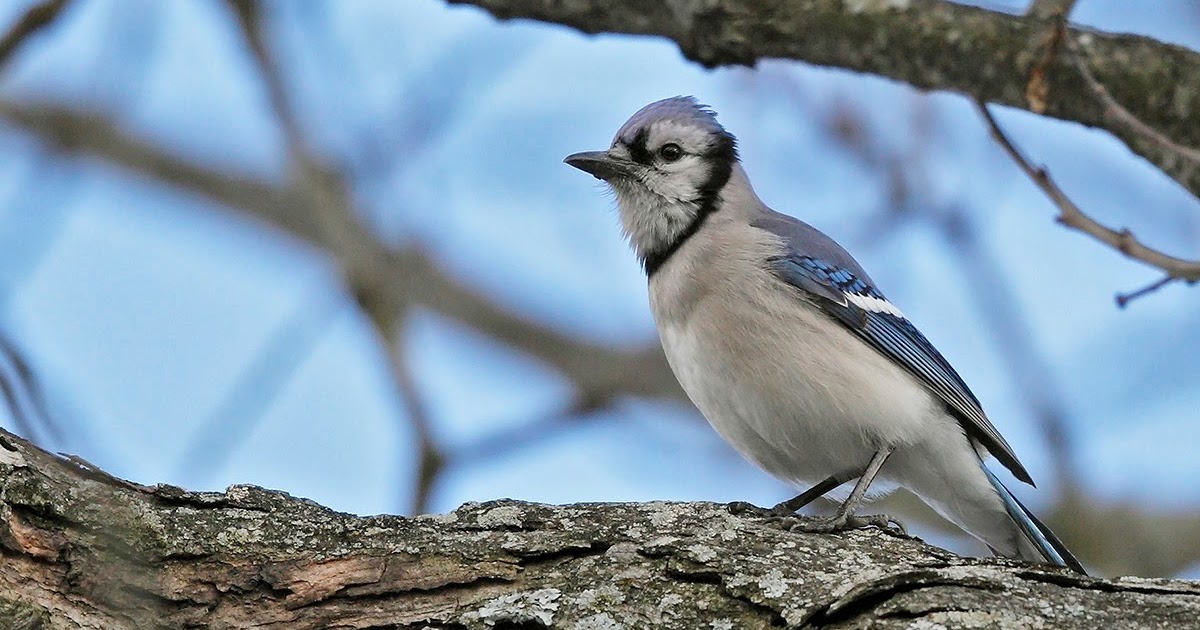 mis fotos de aves: Cyanocitta cristata Chara Azul Blue Jay