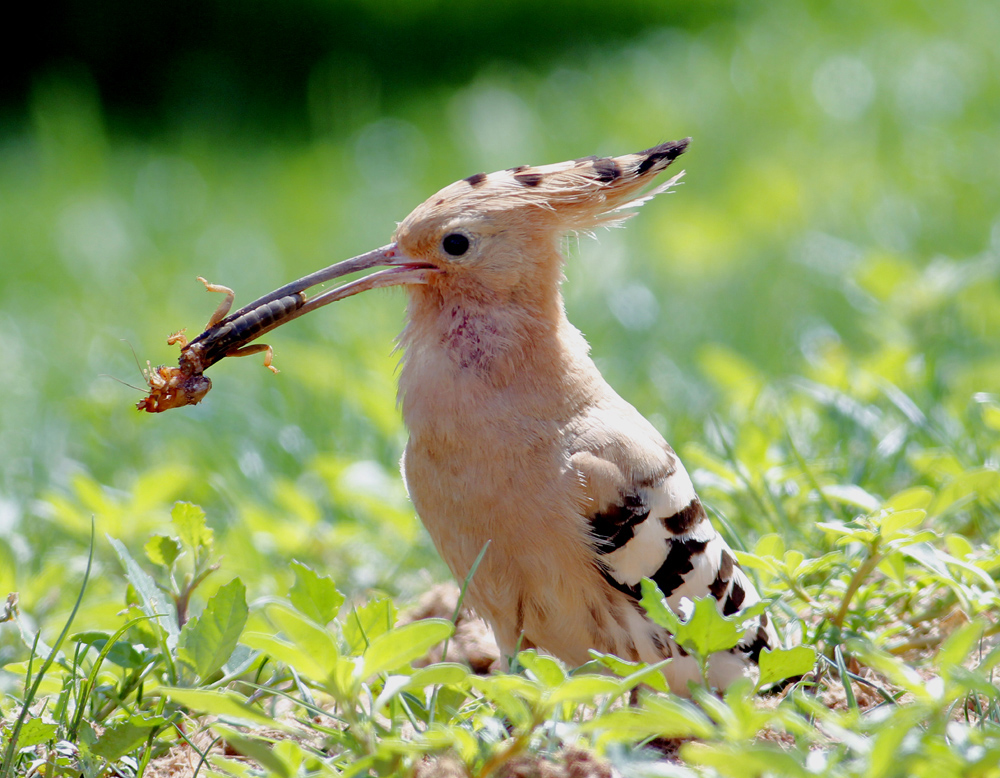 Another Bird Blog: Comedy Gold