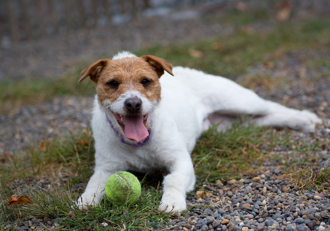 Shelter Dogs of Portland: "PATTERSON" young fun cute Jack Russell Terrier
